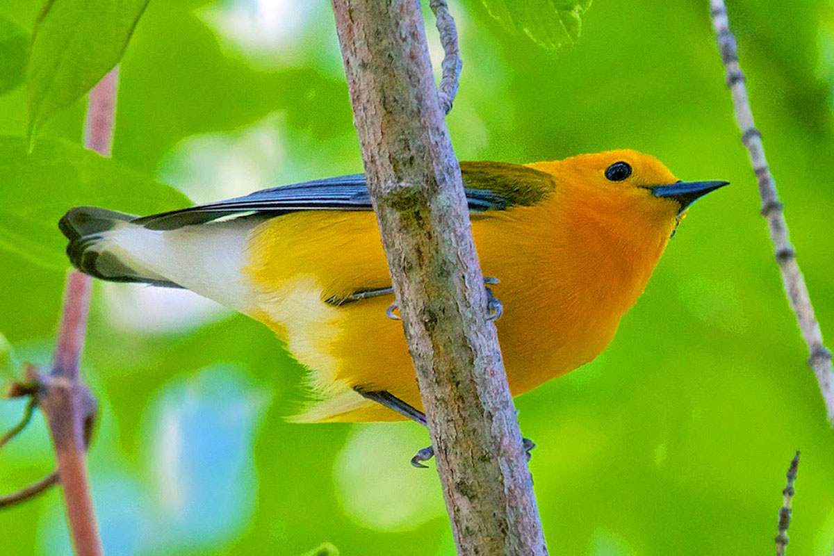 Birds to see in spring on the Treasure Coast | Indian River Magazine